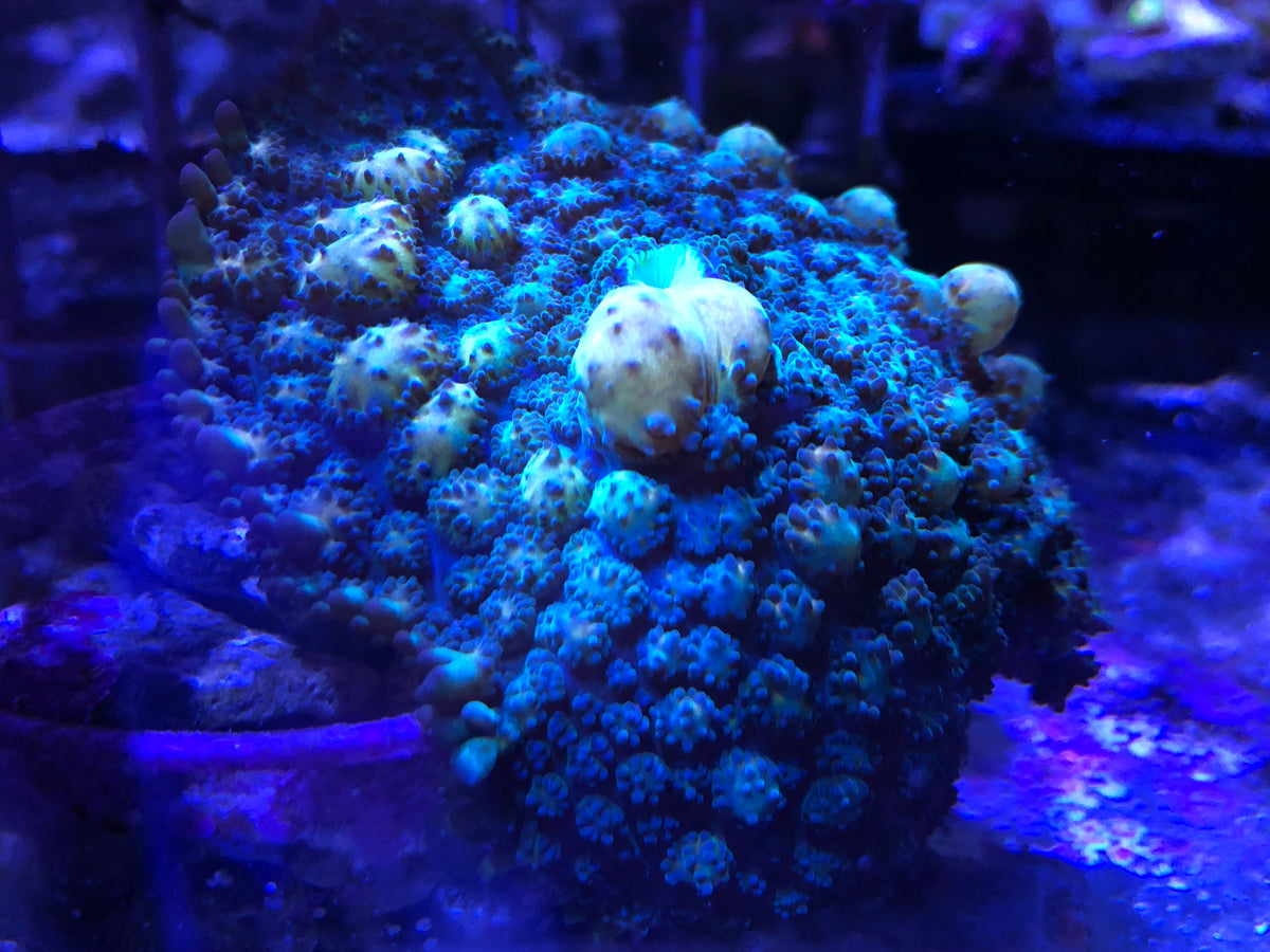 SJR Hulk Bounce Mushroom – sjreef